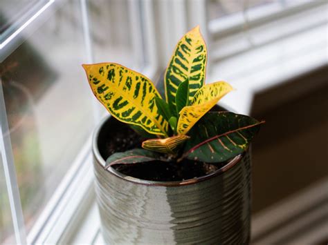Croton Propagation Tips And Techniques Gardening Know How