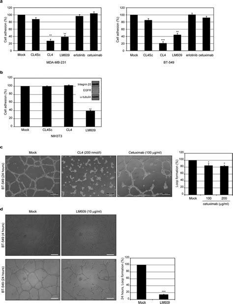 Cl4 Inhibits αvβ3 Dependent Cell Adhesion To Vitronectin Ab Cells Download Scientific