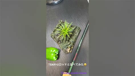 Tillandsia Ionantha Selecta（イオナンタ セレクタ） Green Depth Youtube