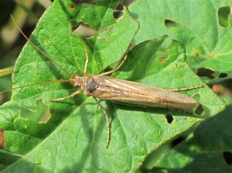 Limnephilus Flavicornis Limnephilus Flavicornis Picture Insect