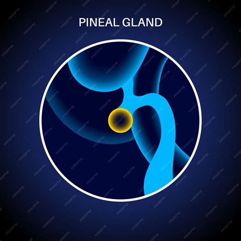 Premium Vector Pineal Gland Anatomy