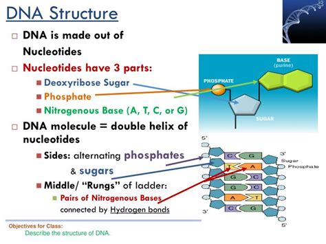 PPT Intro To Genetics DNA Structure Function PowerPoint Presentation ID