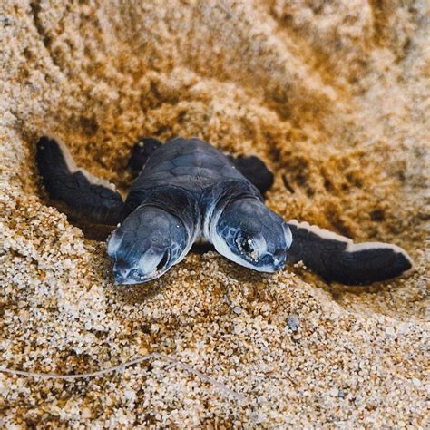 Discovery Of Two Headed Turtle Hatchling In Terengganu Gains National