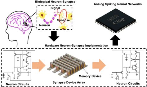 Operational Scheme Of The Biological Synapse Neuron Model And The Download Scientific Diagram
