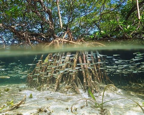 Mangrove Forest
