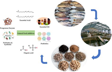 Function Of Feed Additives At Milla Slessor Blog