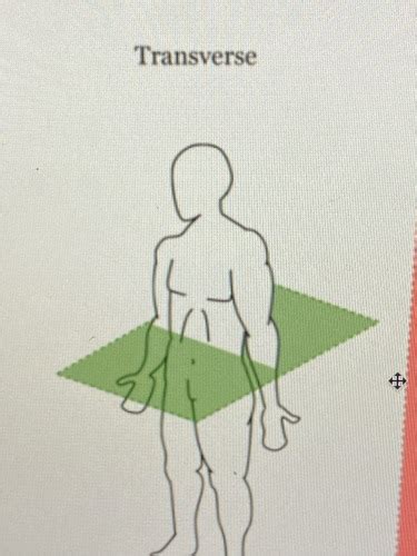 Anatomy Final Flashcards Quizlet