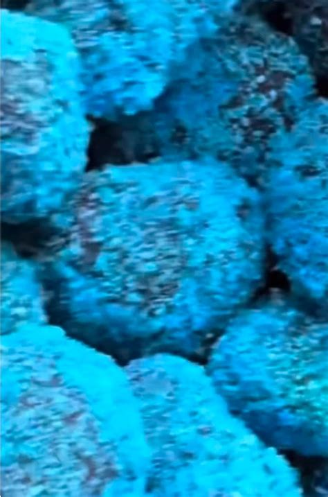 Buy Now Blue Raspberry Gushers Sweetytreatyco