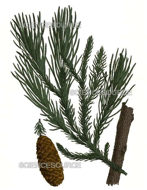 Triassic Conifers