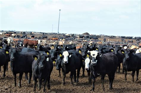 Implants And Their Use In Beef Cattle Production Feedlot Special