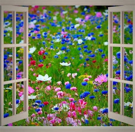 საოცრებათა სამყარო