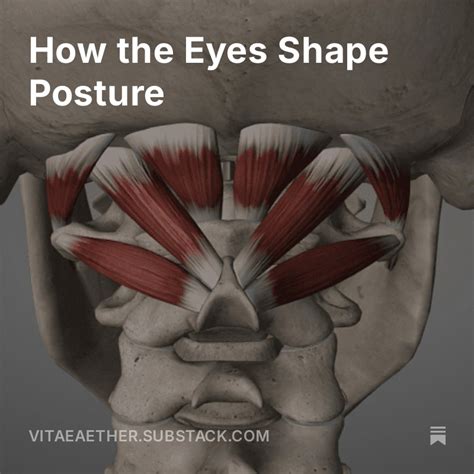 New Article On The Suboccipitals And Posture These Are Probably My Favorite Muscles Because Of