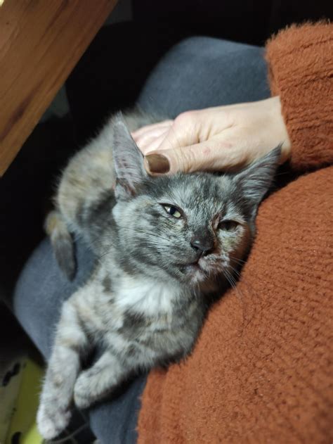 Is My Kitten A Torbie Rtorbie