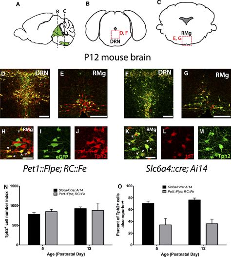 Figure 1 From Partial Raphe Dysfunction In Neurotransmission Is Sufficient To Increase Mortality