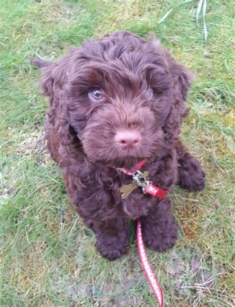 Chocolate Brown Cockapoo Puppy