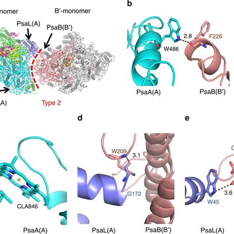 Interactions At The Type 1 Interface A Structure Of A Dimer Unit Download Scientific Diagram