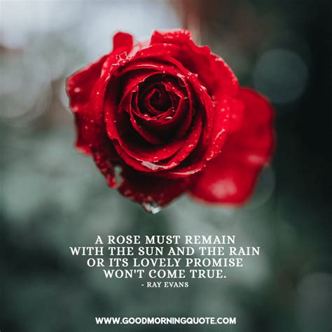 Red Rosewith Quotes