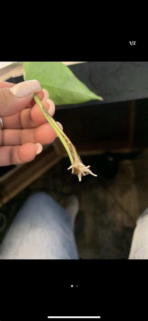 Never Seen A Pothos Root From Just A Stem Rpothos
