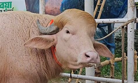 Donald Trump Buffalo Wikipedia