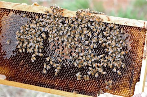 Food Adventures Of A Comfort Cook Bees Hives And A Taste Of Honey
