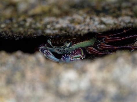 51 Of The Most Colorful Crabs In The World What Color Is A Crab