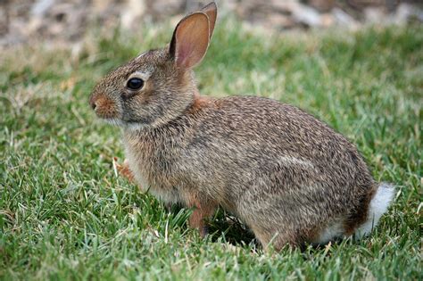 Wild Rabbits Frequent Questions