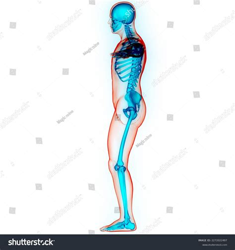 Human Skeleton System Bone Joints Anatomy Stock Illustration 2272022487