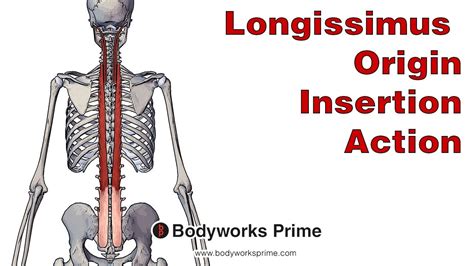 Longissimus Anatomy Origin Insertion And Action Youtube