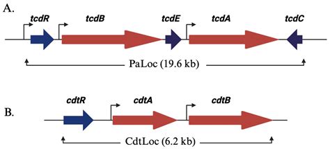 Clostridioides Difficile Toxins Host Cell Interactions And Their Role