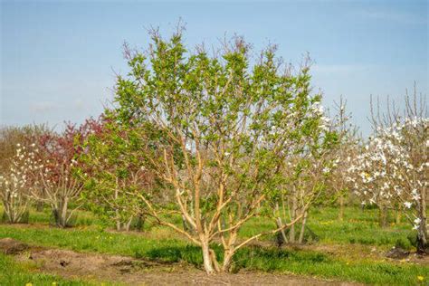 Heptacodium Miconiodes Seven Sons Tree Nature First Trees Semi