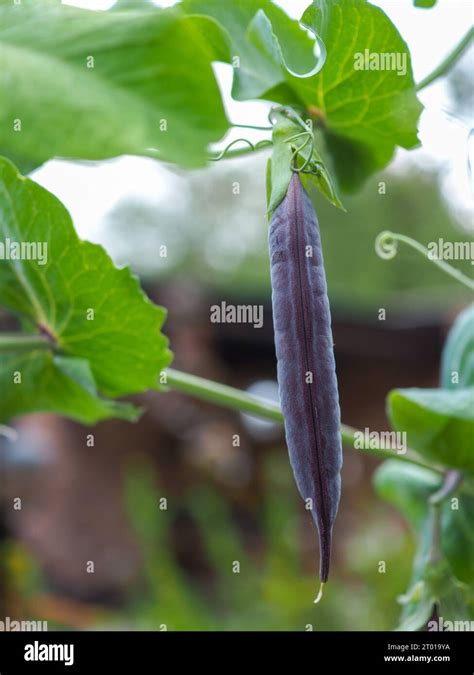 Close Up Of A Pod Of The Blue Heirloom Pea Plant Pea Blauwschokker