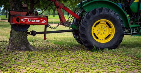 Native Pecan Harvest Field Day Is Oct 13 Oklahoma State University