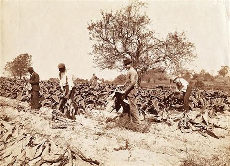 Sharecropping In The Postbellum South