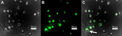 Scalable Transfection Of Maize Mesophyll Protoplasts