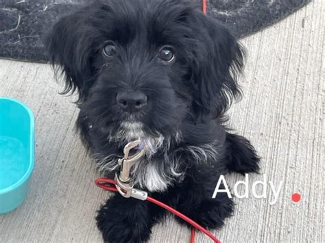 Adelaide Aka Addy Columbus Cocker Rescue