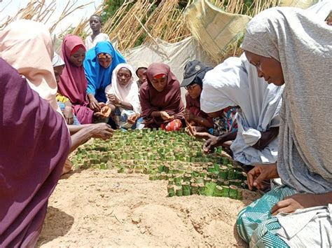 Sowing On Leaf Pot Is Very Important Method Of Cellular Nursery For It