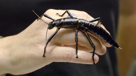 How Many Lord Howe Island Stick Insects Are There At Susan Pittman Blog