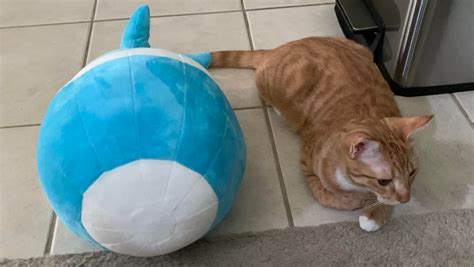 My Moab Plush Came In Cat For Scale Rbtd6