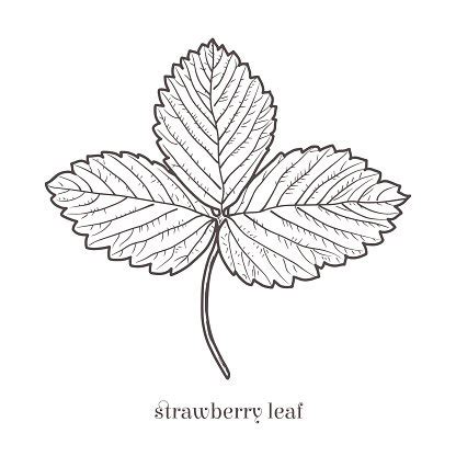 Strawberry Leaves Coloring