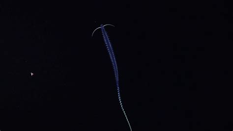 Bioluminescent Segmented Gossamer Worm Filmed Swimming In The Deep Sea