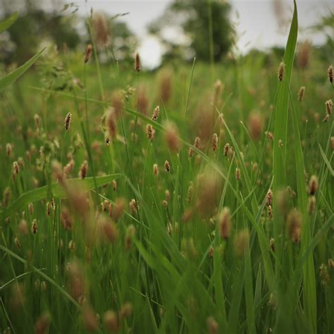 Sedge Grass Fun Facts Homestead National Historical Park Us