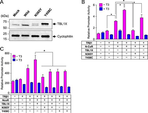 A Western Blot Analysis Of Mutant Tbl1x Proteins Forty Eight Hours