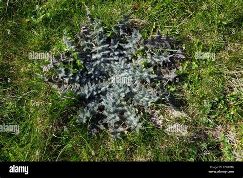 Rosette Aus Blättern Der Distel Cirsium Vulgare Stockfotografie Alamy