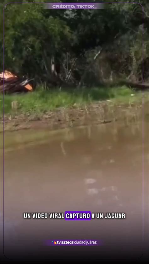 ¡increíble Aparición 🐆 Graban A Jaguar En Un Basurero Y El Video Ya Se
