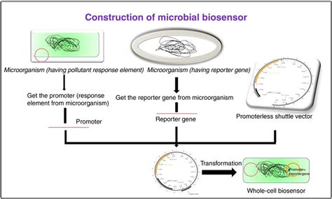 4 Schematic Diagram Representation Of Electrochemical Biosensor