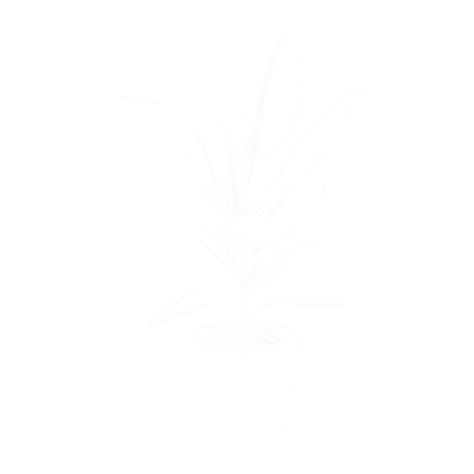 Rubber Plant Model Poliigon