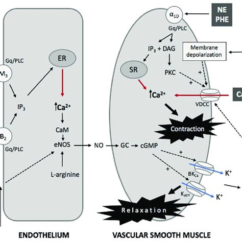 Interaction Between Endothelium And Vascular Smooth Muscle Cells In The