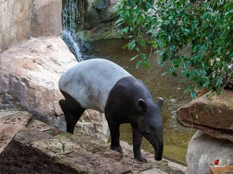 Tapir Malayo Bioparc Fuengirola
