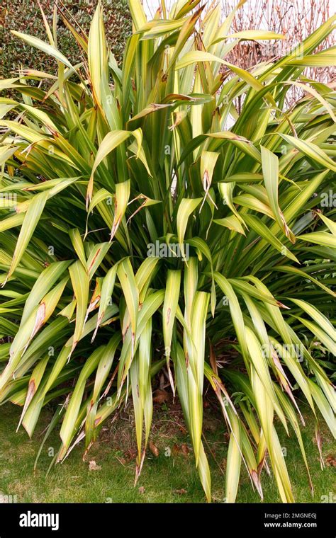 New Zealand Flax Height At Ronald Kinney Blog