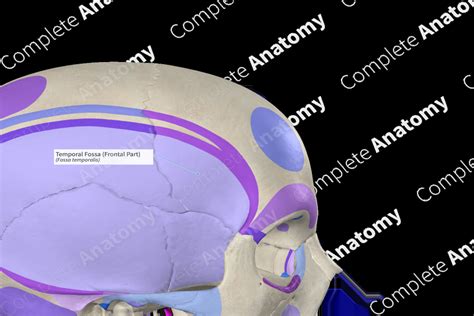 Temporal Fossa Frontal Part Complete Anatomy